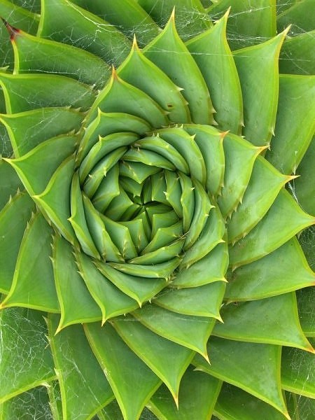 Spiritually Speaking: Living Spirals