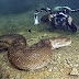 Giant Anaconda Underwater