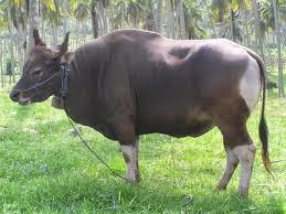 Pengertian Sapi Bali | Checkitproduct