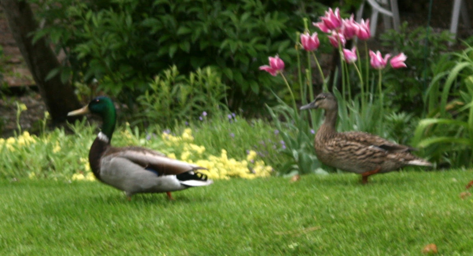 My Boise Life: Duck Weather