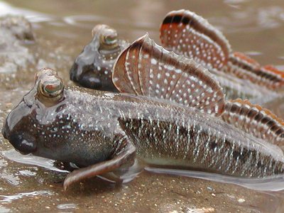 Minyak Belacak | Maria Beauty Shop