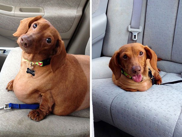 Video muestra como perro con sobrepeso logra bajar 20 kilos