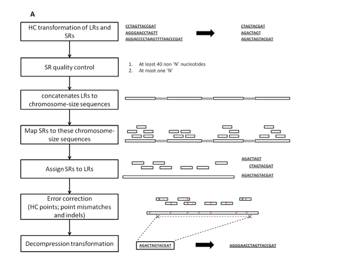 Bioinformatics Article Reviews: Improving PacBio Long Read Accuracy by ...
