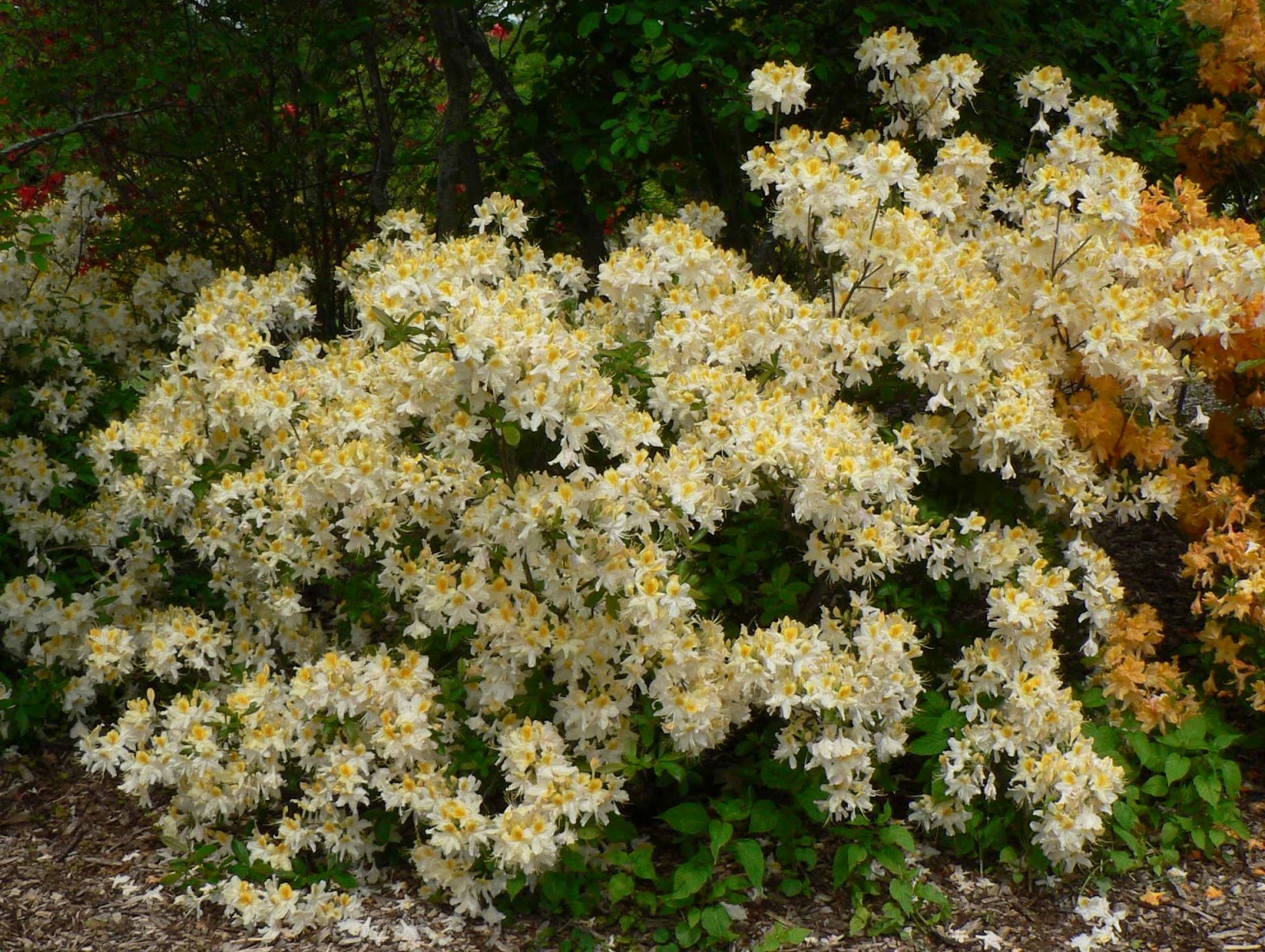 Visit My Garden: Hardy Azaleas at the Arboretum