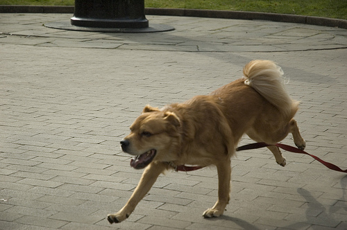 Incident of the runaway dog | Essay for 9 year olds | Elijah Wee ...