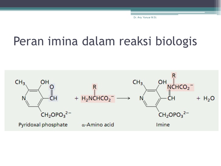 MODIFIKASI PADA GUGUS AMINE DAN IMINE
