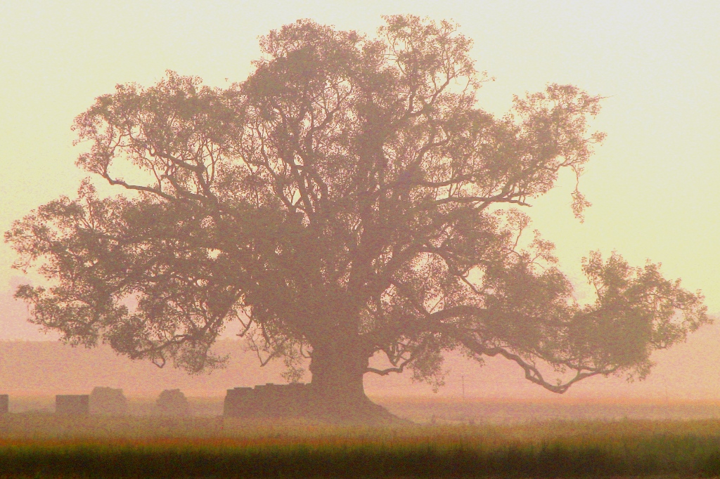 Buddha Quotes Online: The Bodhi Tree where Gautama Buddha achieved ...