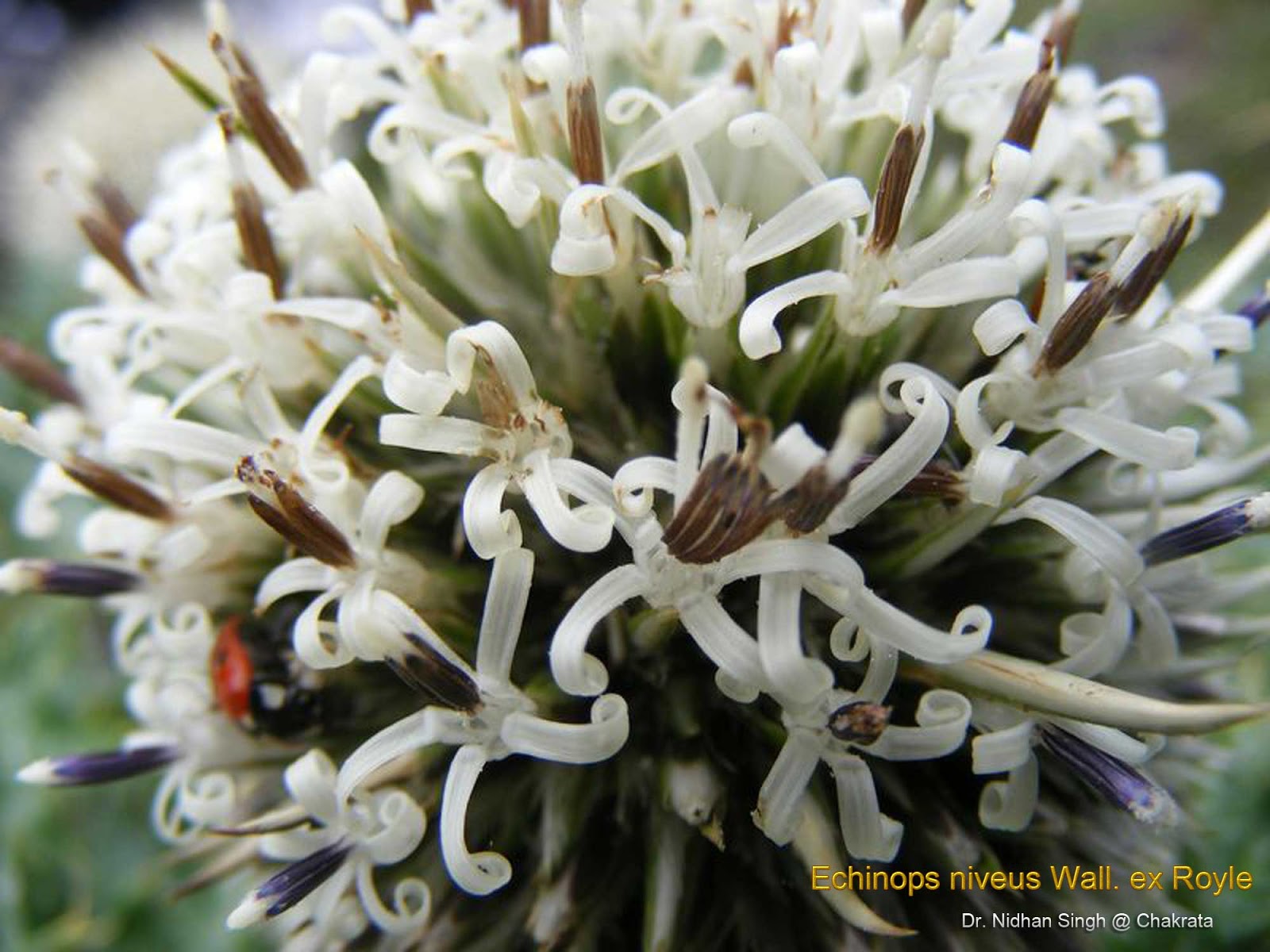 Medicinal Plants: Echinops niveus