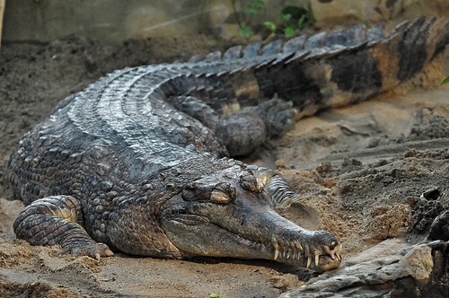 Gharial | Wildlife | The Wildlife