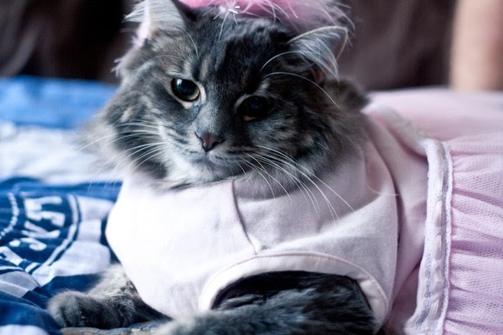 Catsparella: A Feline Affair To Remember: Petunia Turns One!