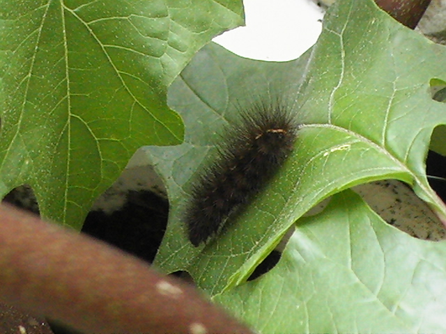 Free Nature Photos: Insectoids