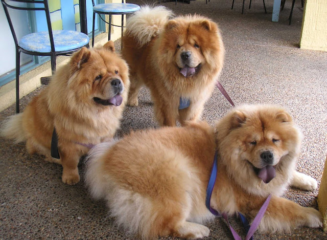 Chow Chow | The Life of Animals