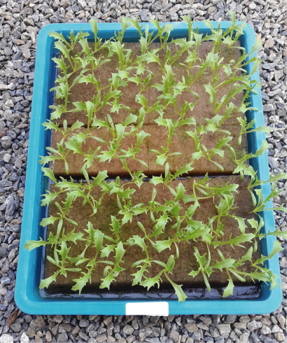 ZEN HYDROPONICS: สลัด สไปกี้ ไอซ์เบริกส์ (Spiky Iceberg Lettuce) "ฟิเลย ...