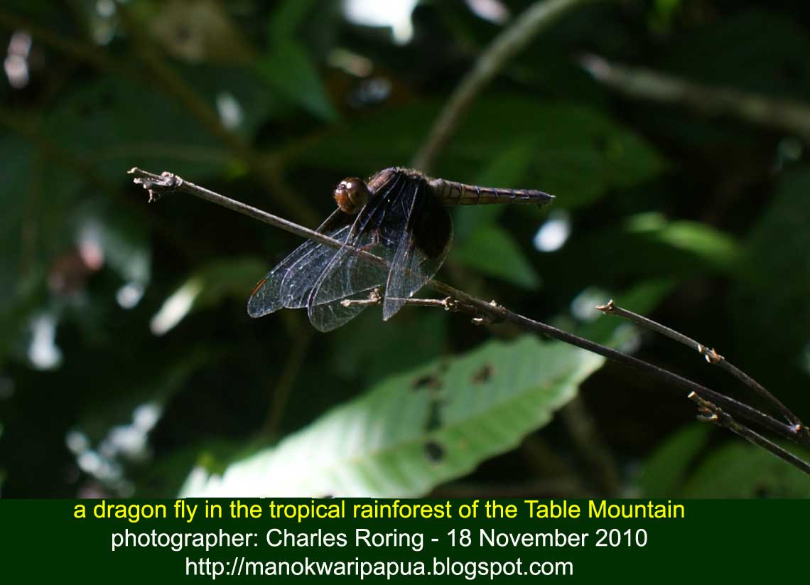 Birdwatching and Wildlife Watching in Indonesia's West Papua ...