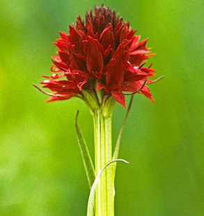 Jämtstårscha: Att dela med sig av minnen