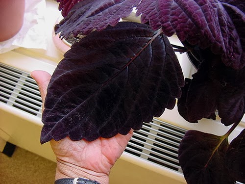 COLEUS 'Palisandra' |The Garden of Eaden