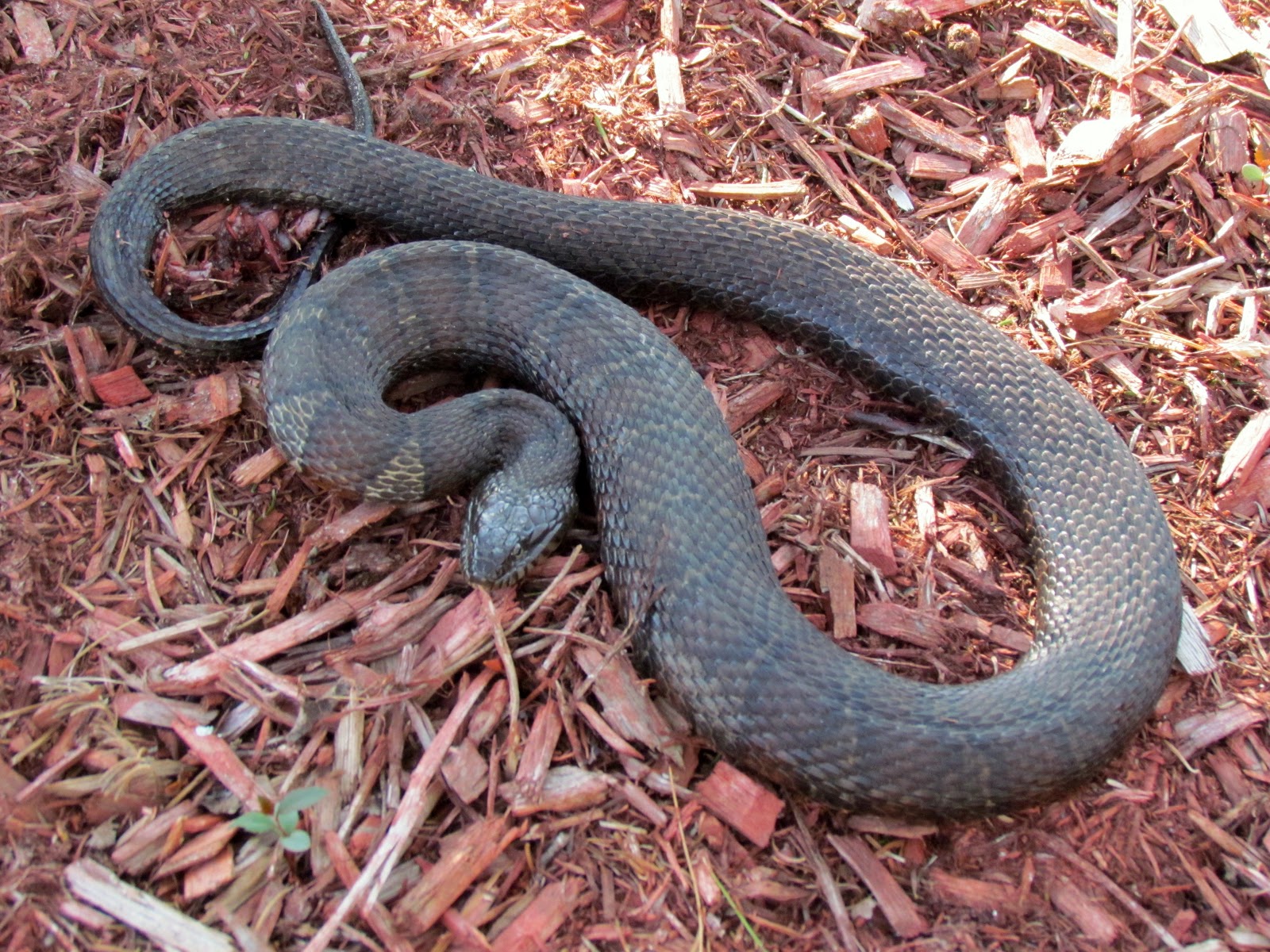 NISMO Stuff: Northern Water Snake in Windham, NH