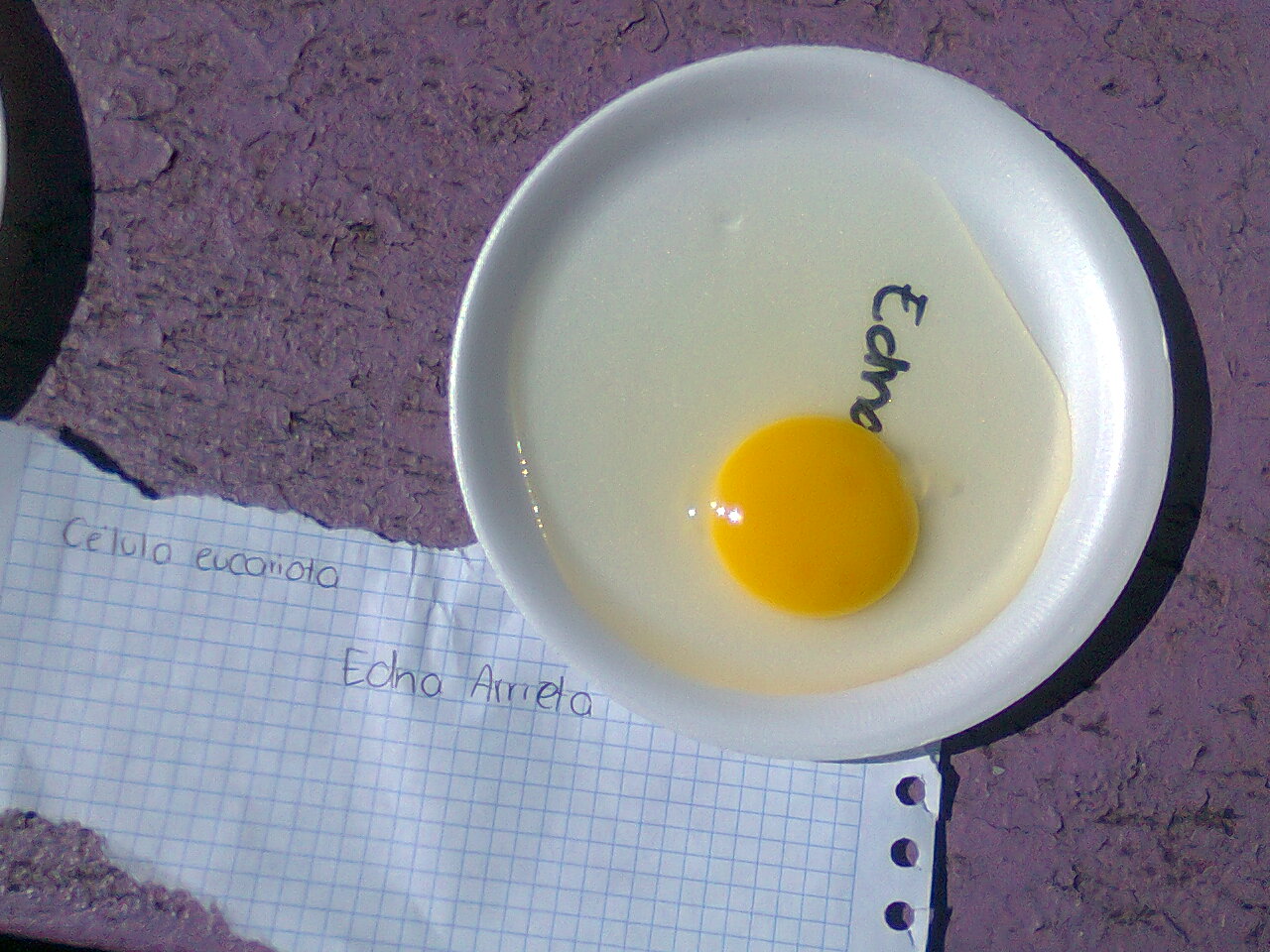 Blog de biología: Fotos de experimento de células