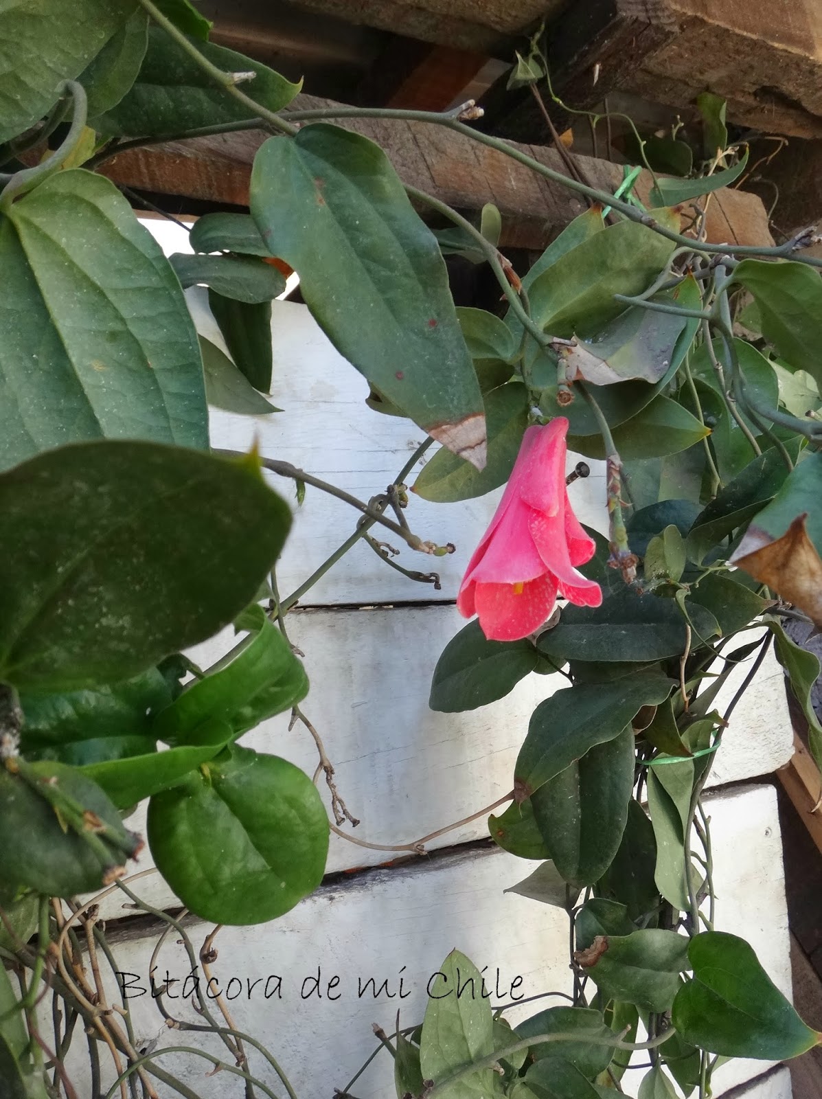 Bitacora de mi Chile: El Copihue