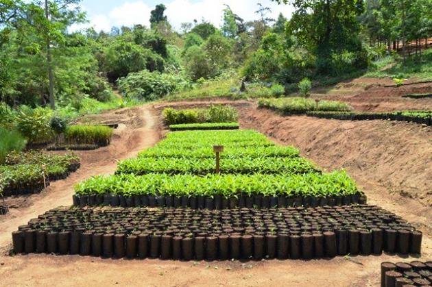 Uandaaji na Uoteshaji wa Mbegu za Mitiki - KILIMO NA UFUGAJI