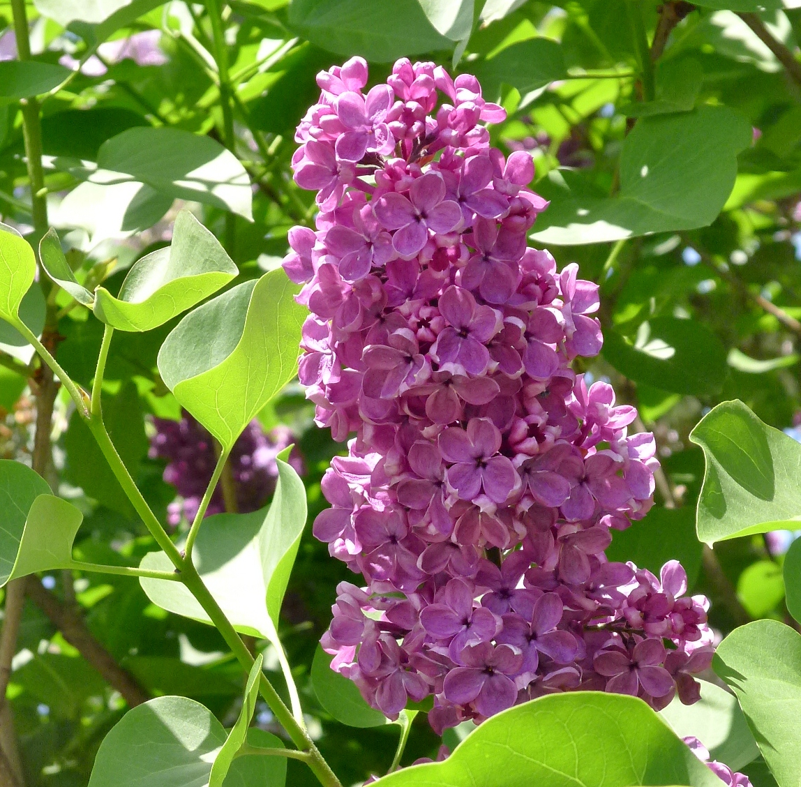 Good Life Northwest: A PHOTO TOUR OF THE HULDA KLAGER LILAC GARDENS
