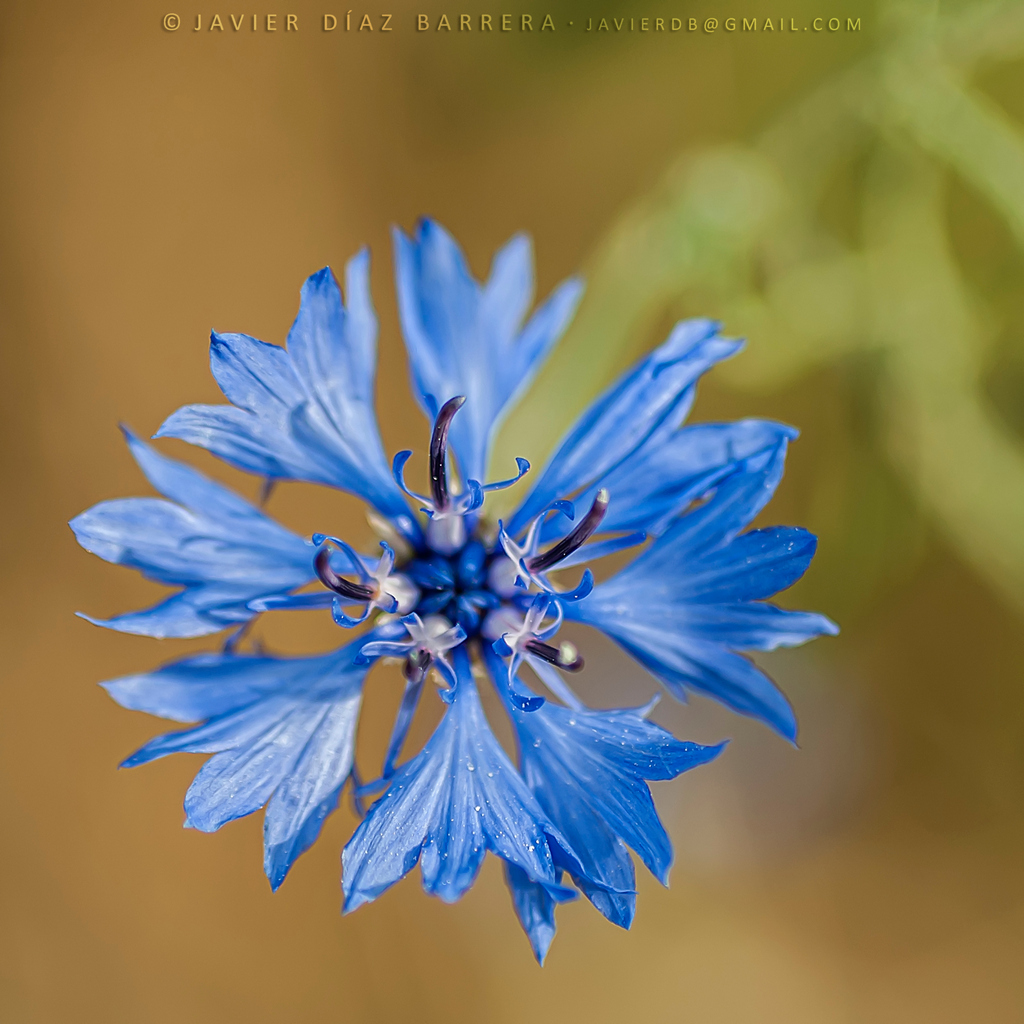 Bichos y plantas de León: Aciano