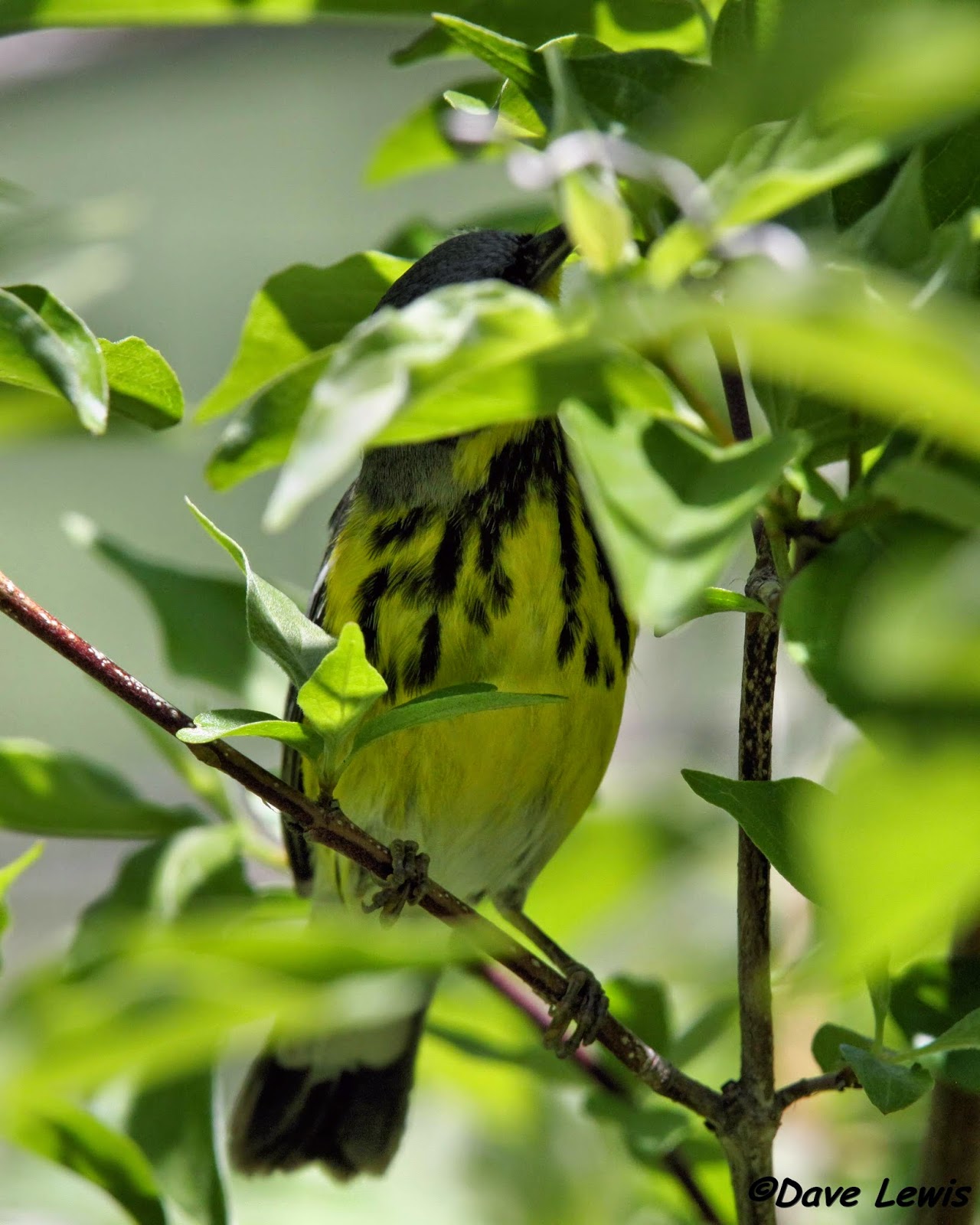Birds from Behind : Magee Magnolia Madness of May...