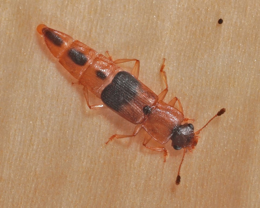 BunyipCo: April 2011