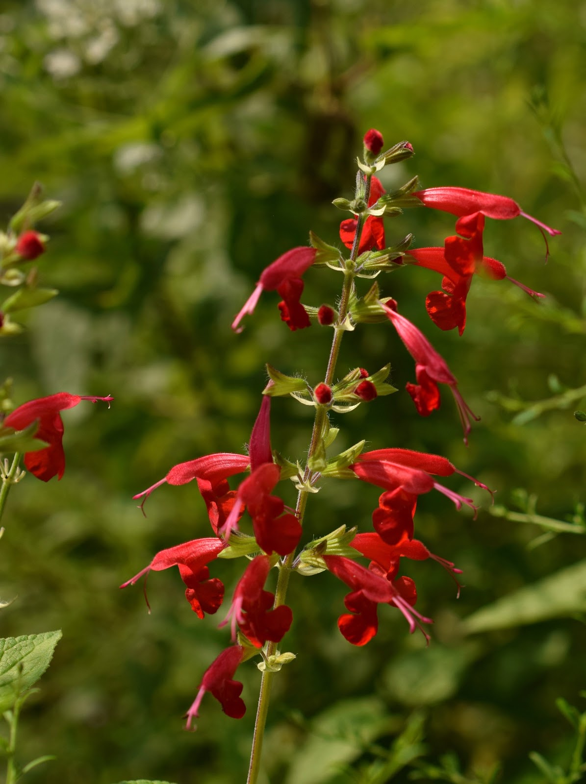 Using Georgia Native Plants: Native Annuals In My Garden