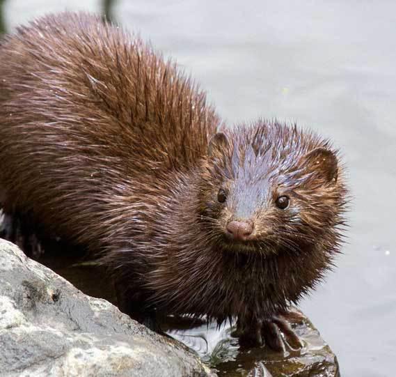 El Blog de Acebedo: Los invasores