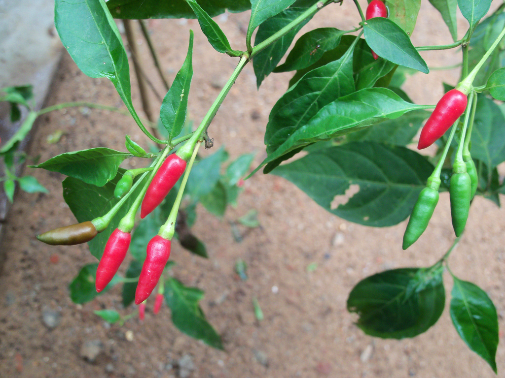 Hottest Chillies in India