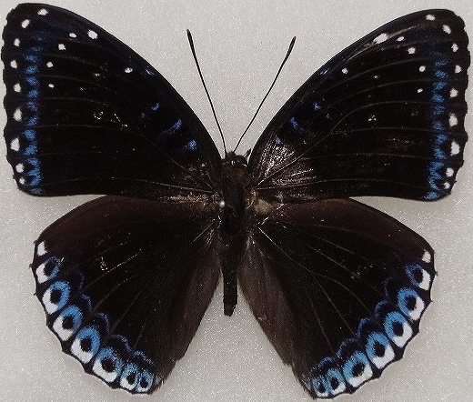 BSJ Blog (English Version): The Constable (Genus Dichorragia) and its ...