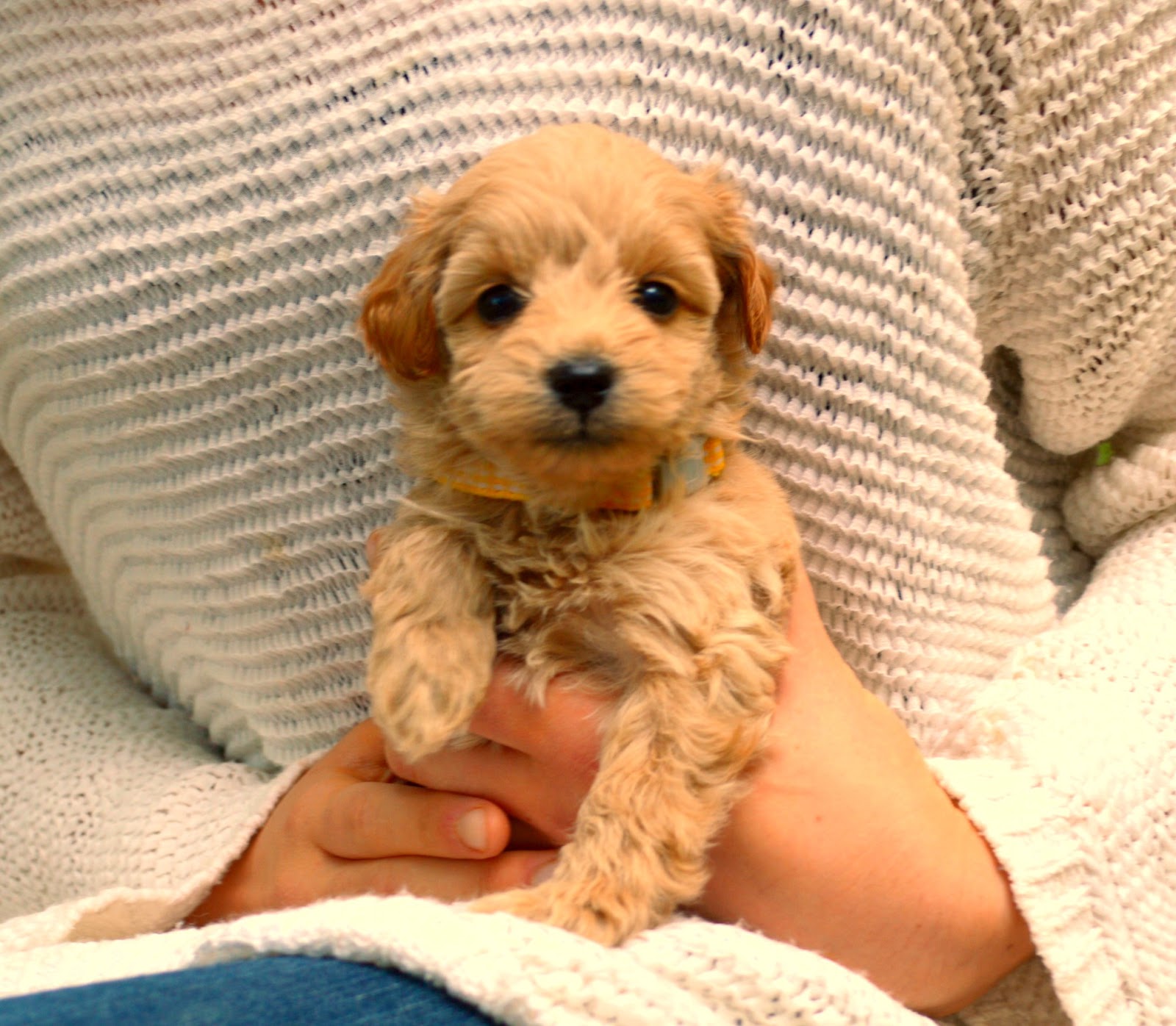 Growing Puppies - Virginia Schnoodle Breeder --Hypoallergenic Dogs ...