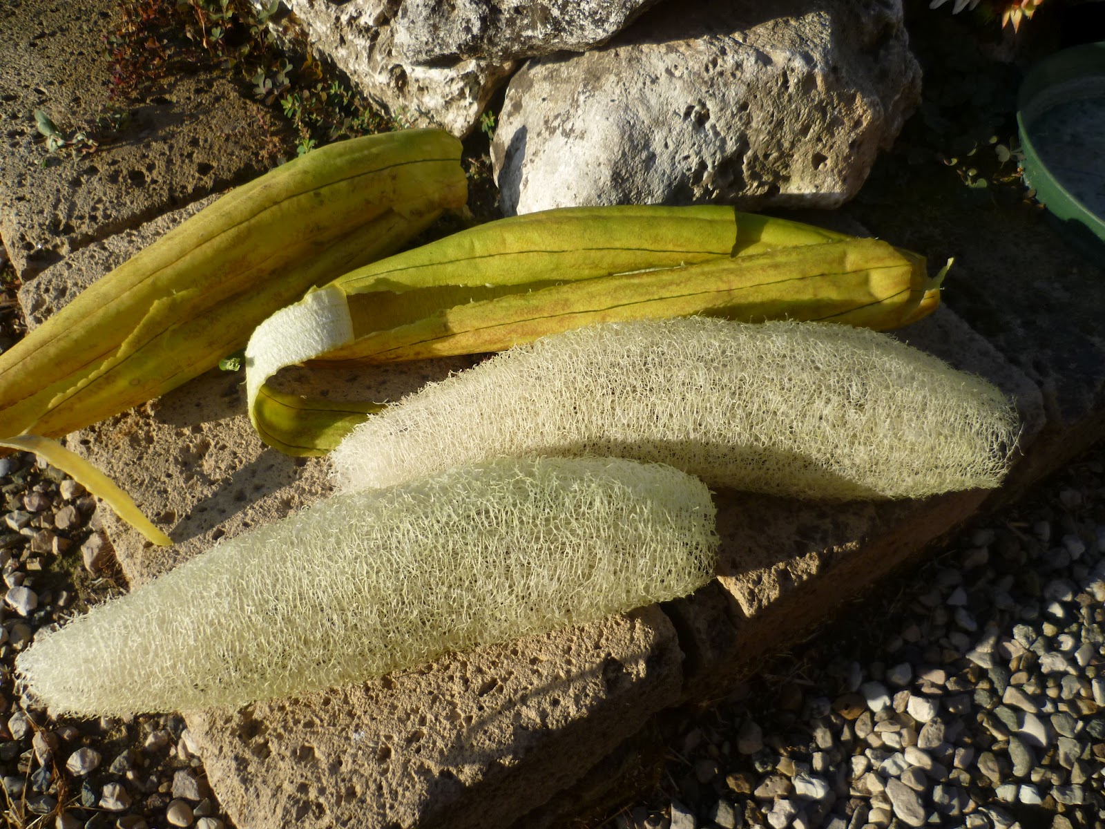 amo creare: raccolta delle prime spugne