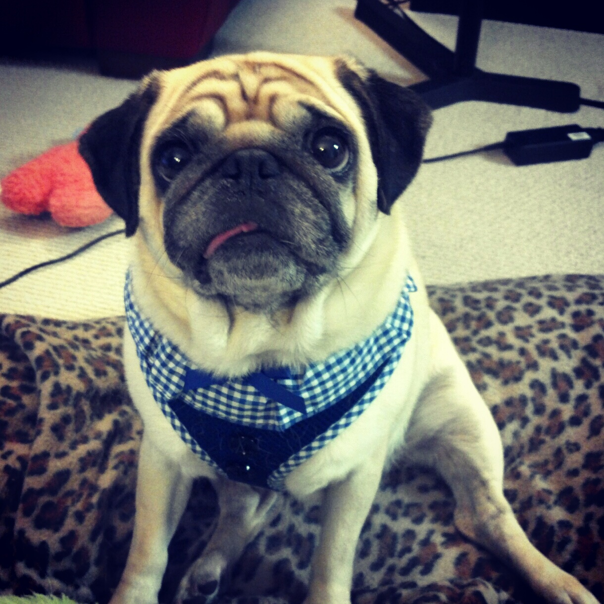 Lil Smug Pug: Internet Madness, Pug Photos, and New Harness - Yippee!