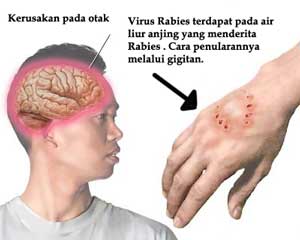 Penyakit Rabies | BIOLOGIPEDIA