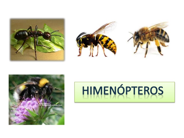 CORONA APICULTORES: HIMENÓPTEROS