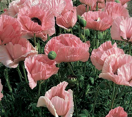 Media Informasi Online: Bunga Poppy, Si Cantik yang Mematikan