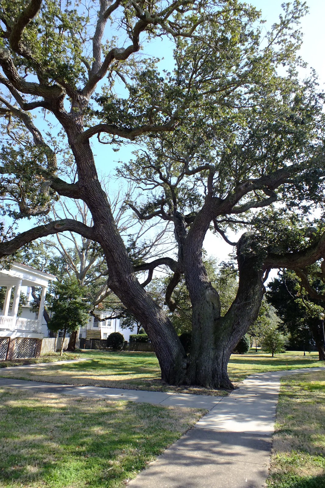 Gene's Garden: Three Live Oak Trees