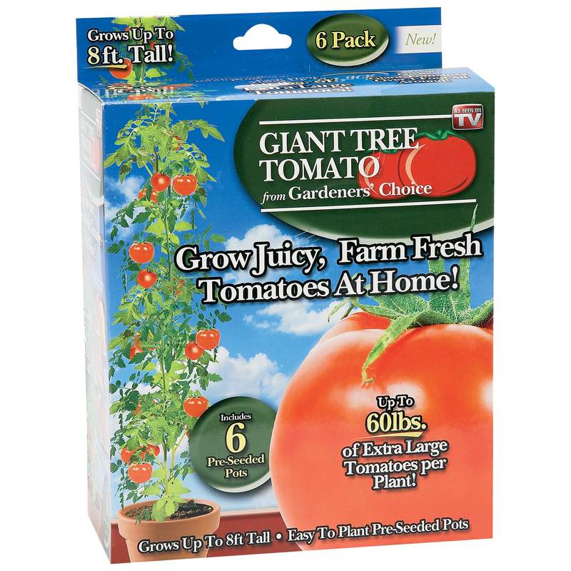 Big Giant Tree Tomato