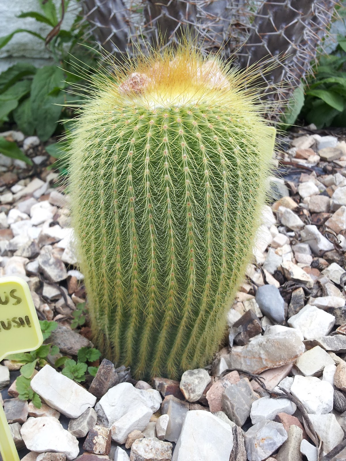 Los cactus de MJ-JA: Notocactus leninghausii