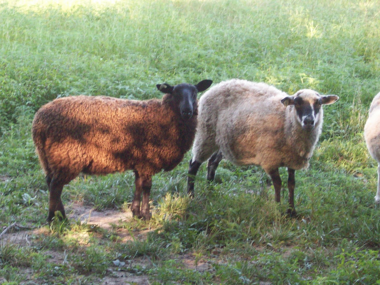 Dusty's Angora Haven: Ewe Pictures and a llama