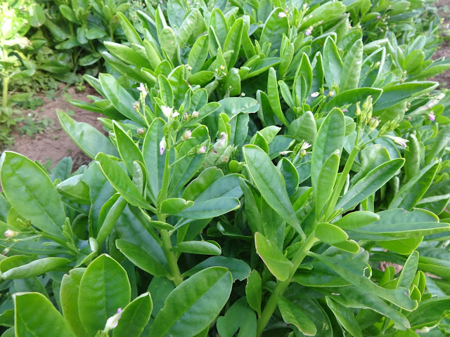 Herbs from Distant Lands: Talinum triangulare - Philippine Spinach ...