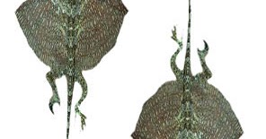 Hap-hap Atau Yang Sering Disebut Cicak Terbang