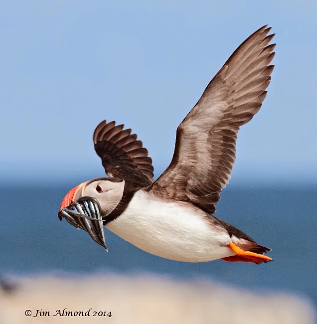Shropshire Birder: Inner Farne - Puffins at work