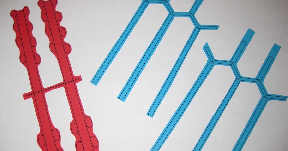 What Did You Do Today at School?: Muscle Contraction Modeling