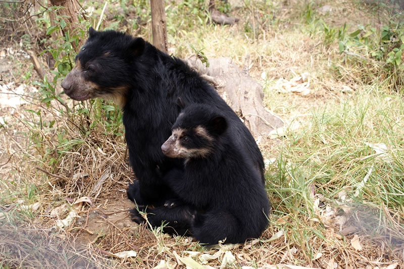 Paseo Perú: Avistan un oso de anteojos en Machu Picchu