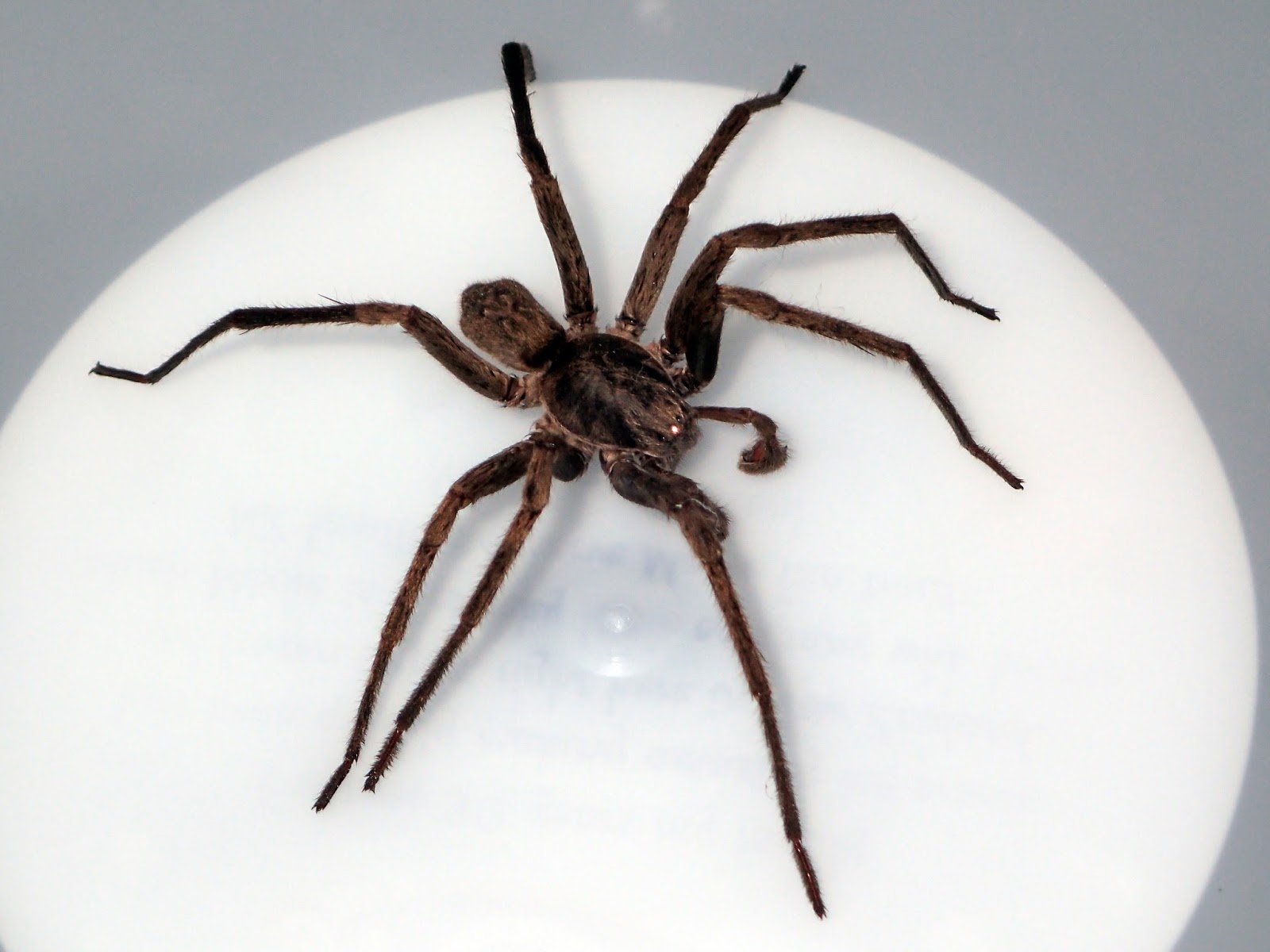 THE LAST VISIBLE DOG: Vagrant Spider (Uliodon albopuntatus)