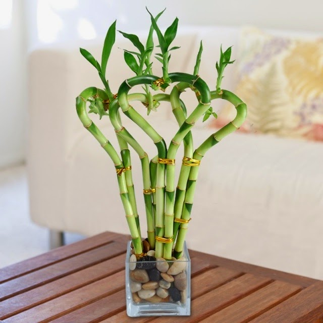 Lucky Bamboo Care - Learn More About This Lucky Charm ! | Houzz Home