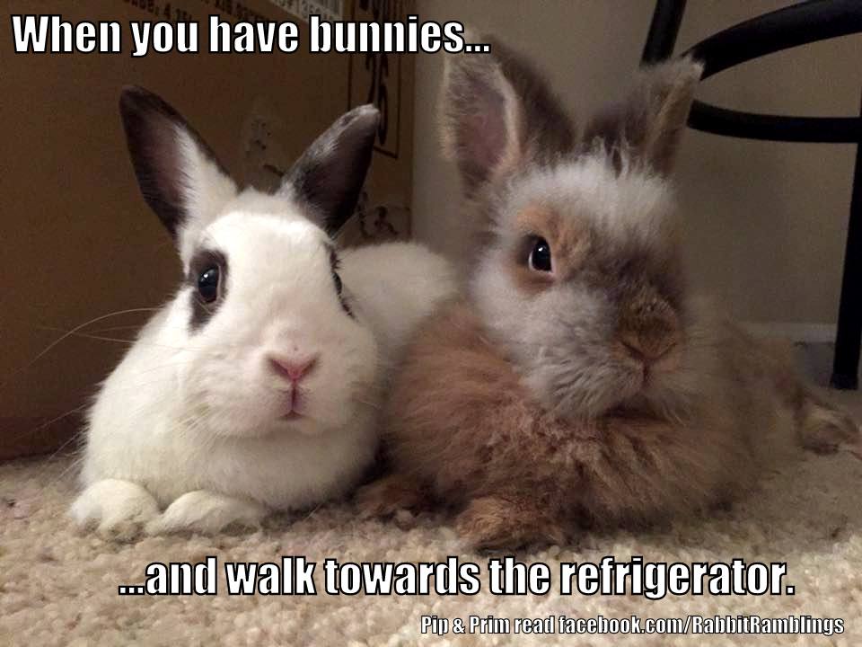 Rabbit Ramblings: Funny Bunny Memes